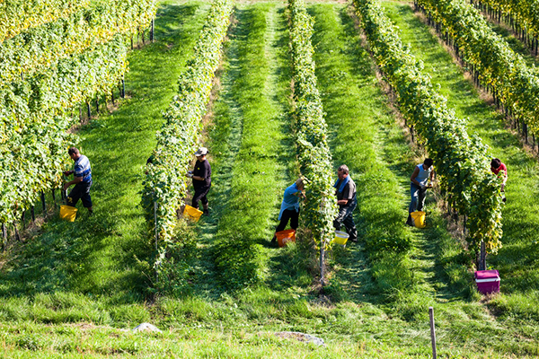 Canada Temporary Foreign Worker Program (TFWP) Canada Temporary Foreign Worker Program (TFWP)